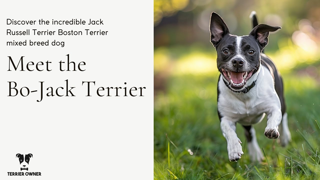 Bo-Jack: Jack Russell Terrier Boston Terrier Mixed Breed Dog - YouTube