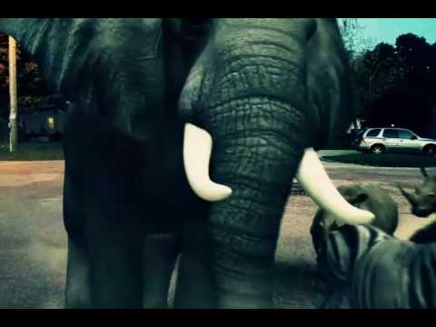 Zoo Escape (FxGuru)