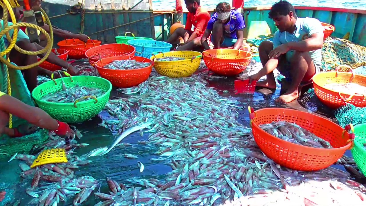 bondas fish , fishing video - YouTube