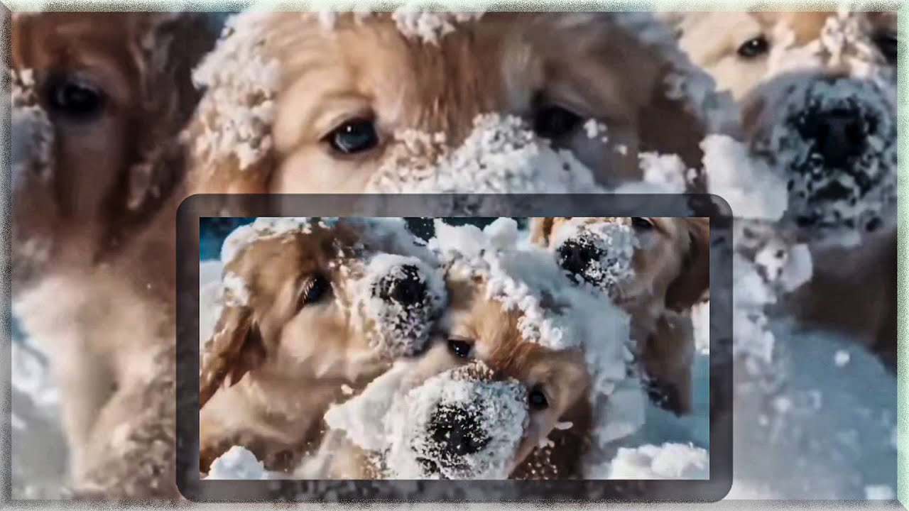 Adorable Cute Puppies Playing In The Winter Mountain Snow - YouTube