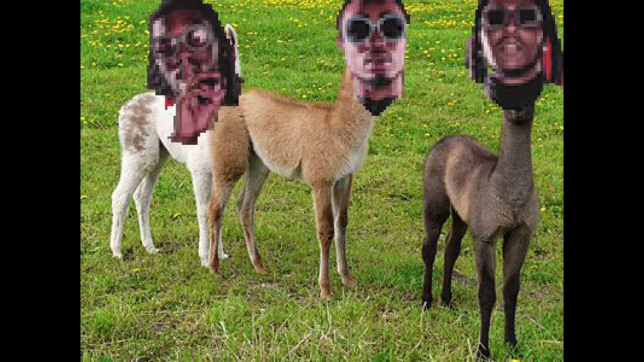 Bad and boujee but with llama mama - YouTube