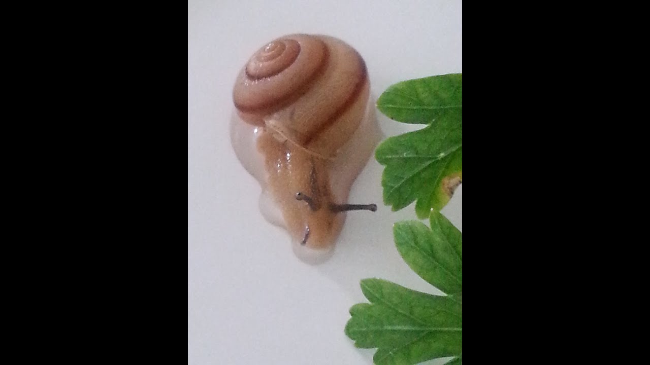 Not so slimy Snail Alert - YouTube