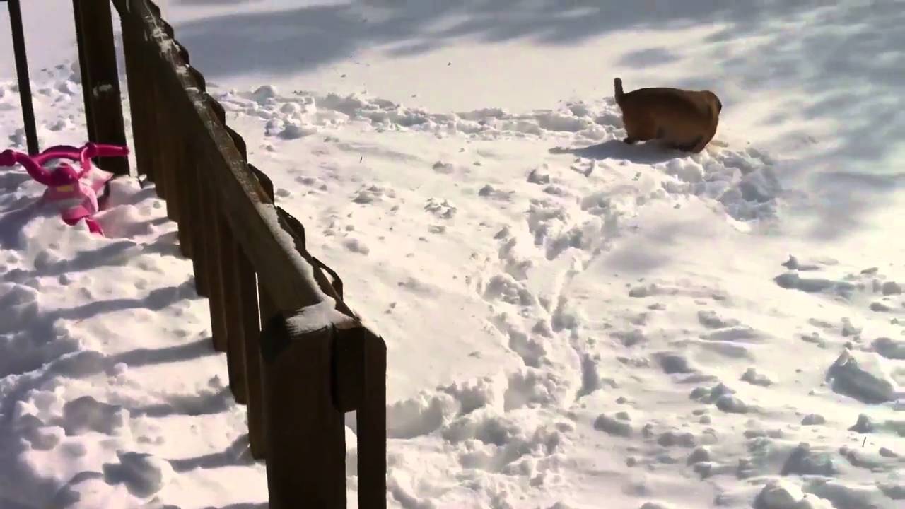 Doggers in the show - YouTube