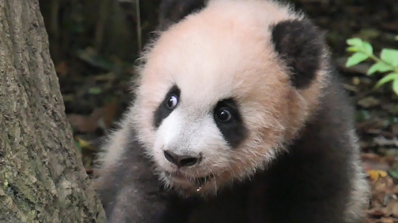 A new member of the grey cub family. Cuteness overload😍 - YouTube