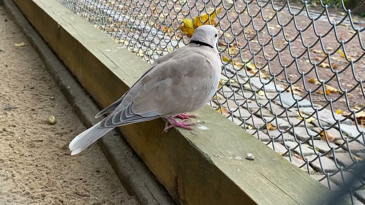 Lachende Lachtaube - YouTube