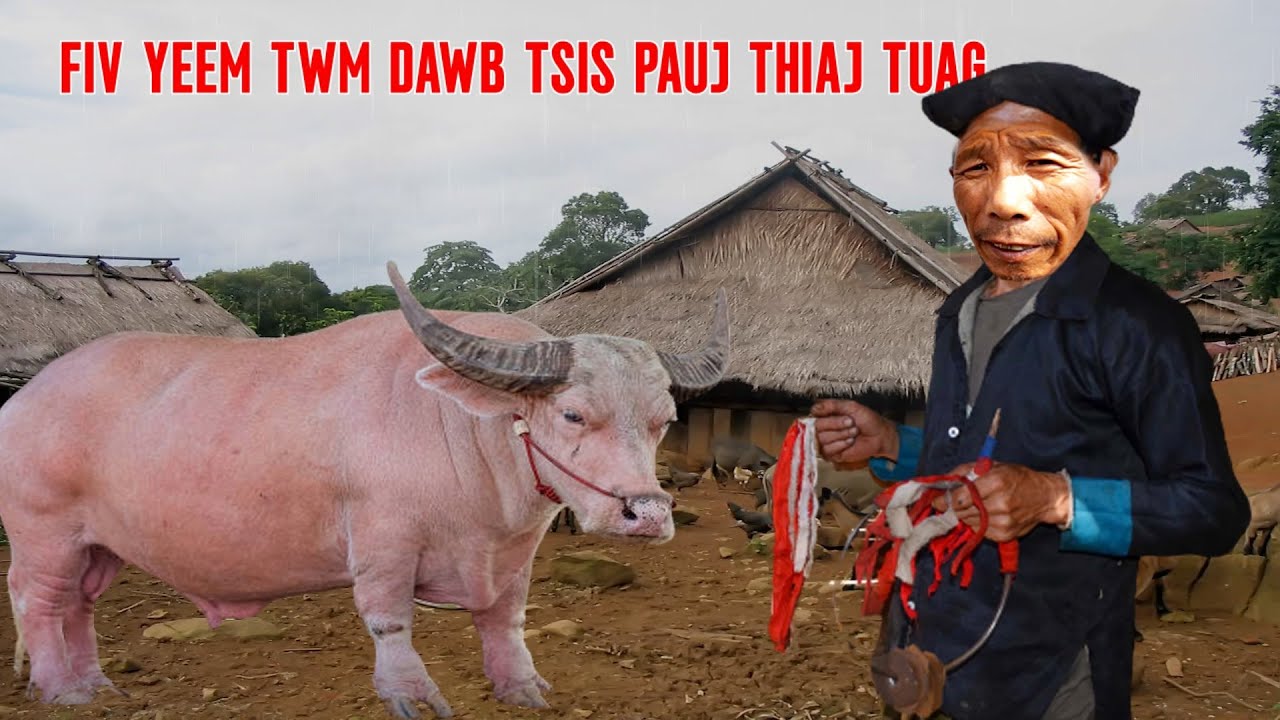 FIV YEEM TWM DAWB TSIS PAUJ THIAJ TUAG - YouTube