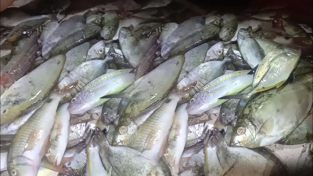 V481 - PA tuloy sa Gabi halos Bulawis lahat yong huli namin ang lalaki ...