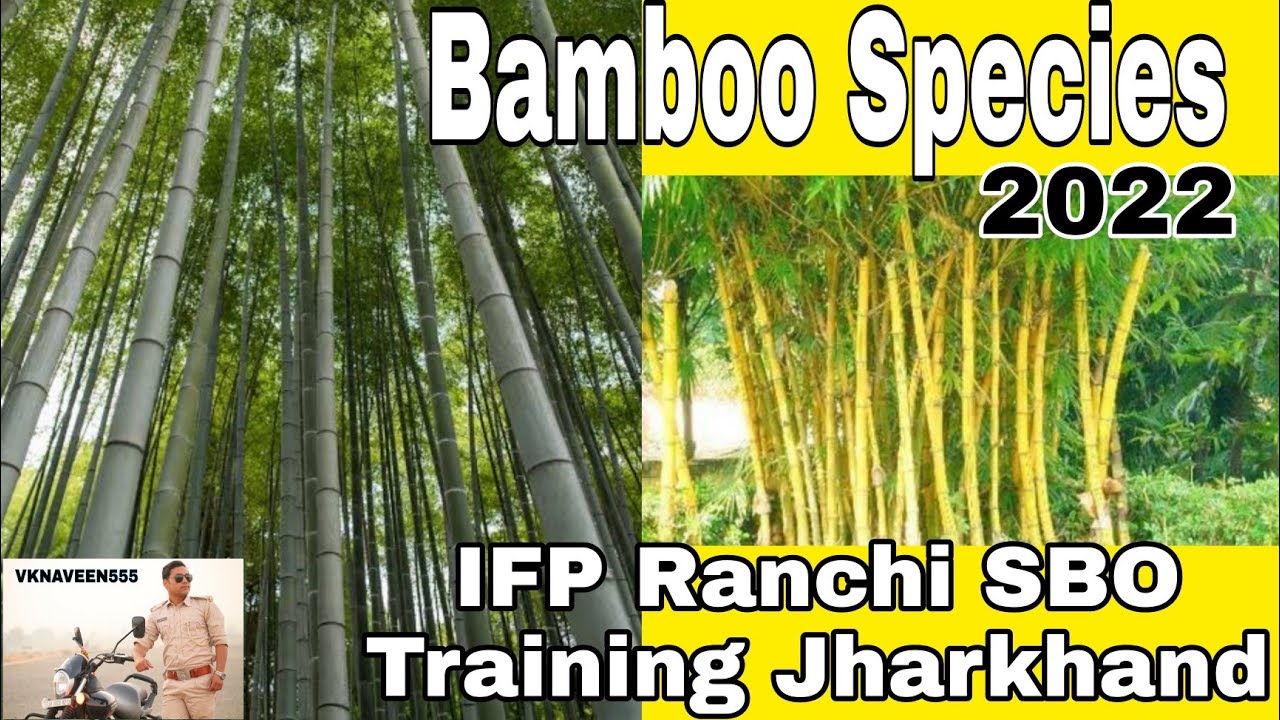 Bamboo Species IFP Ranchi. JHARKHAND FOREST TRAINING - YouTube