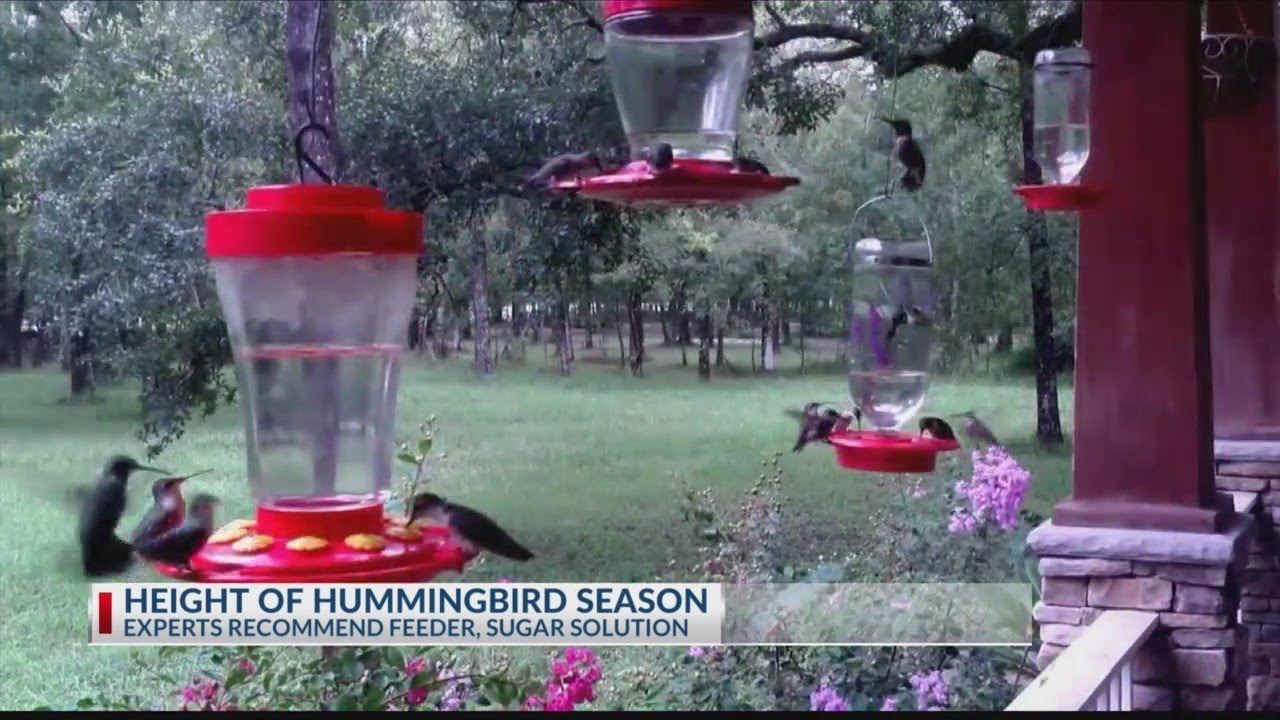 Getting the most out of Texas' hummingbird season from your doorstep ...