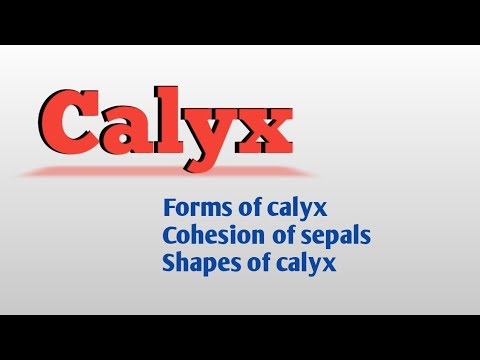 Calyx |Sepals|Flower Morphology - YouTube