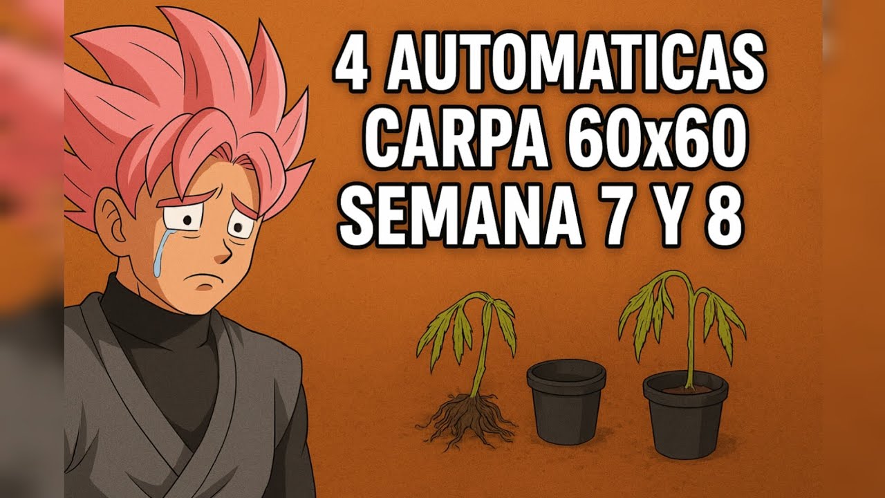 SEGUIMIENTO AUTOMATICAS CARPA 60x60 SEMANA 7y8 - YouTube