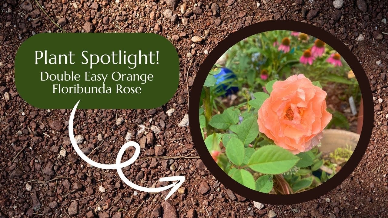 Plant Spotlight! Double Easy Orange Floribunda Rose - YouTube