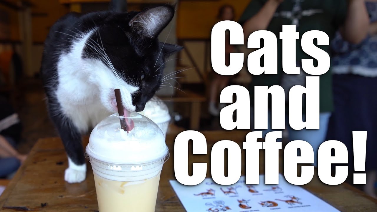 Cats and Coffee At Seattle Meowtropolitan Cat Cafe - YouTube