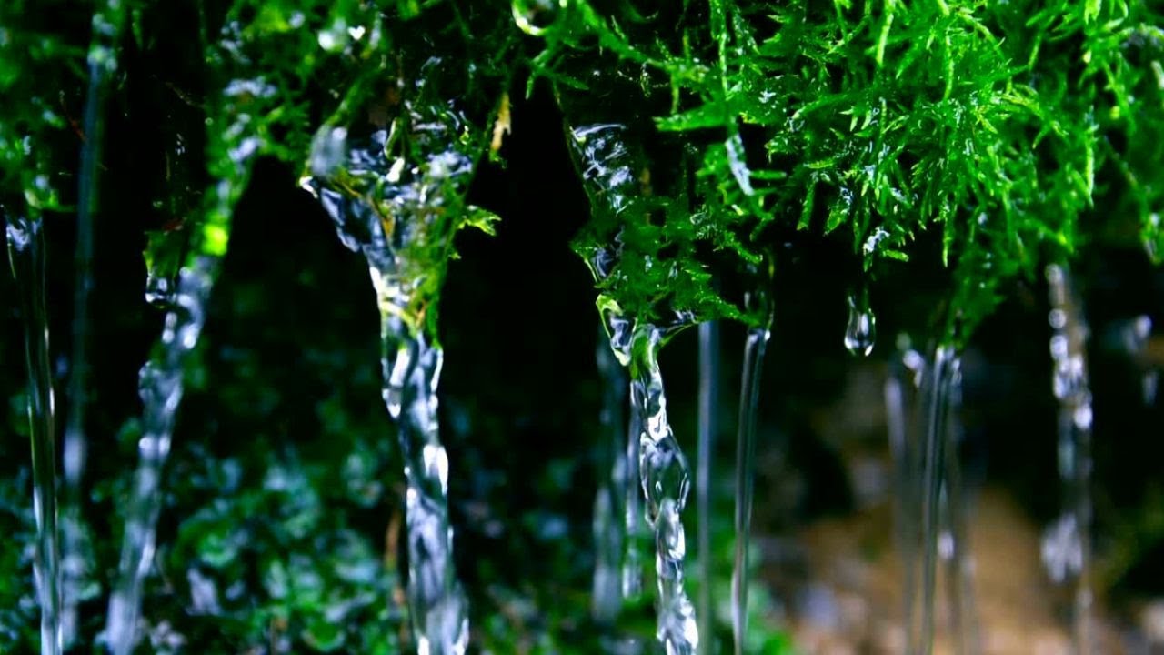 NO MUSIC | Pure trickling water & birdsong ambience - YouTube