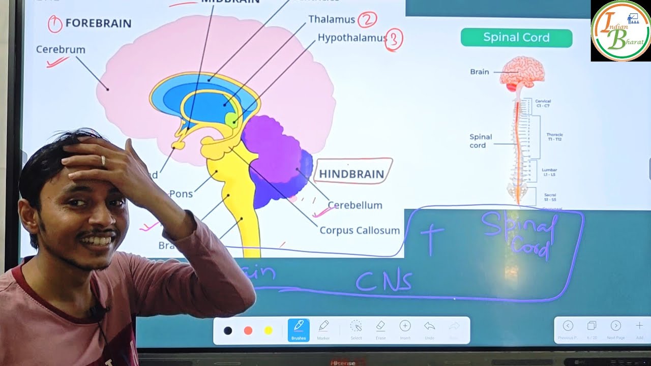 P-1 #Brain_Function #Control_and_#Coordination | Biology Class 10th ...