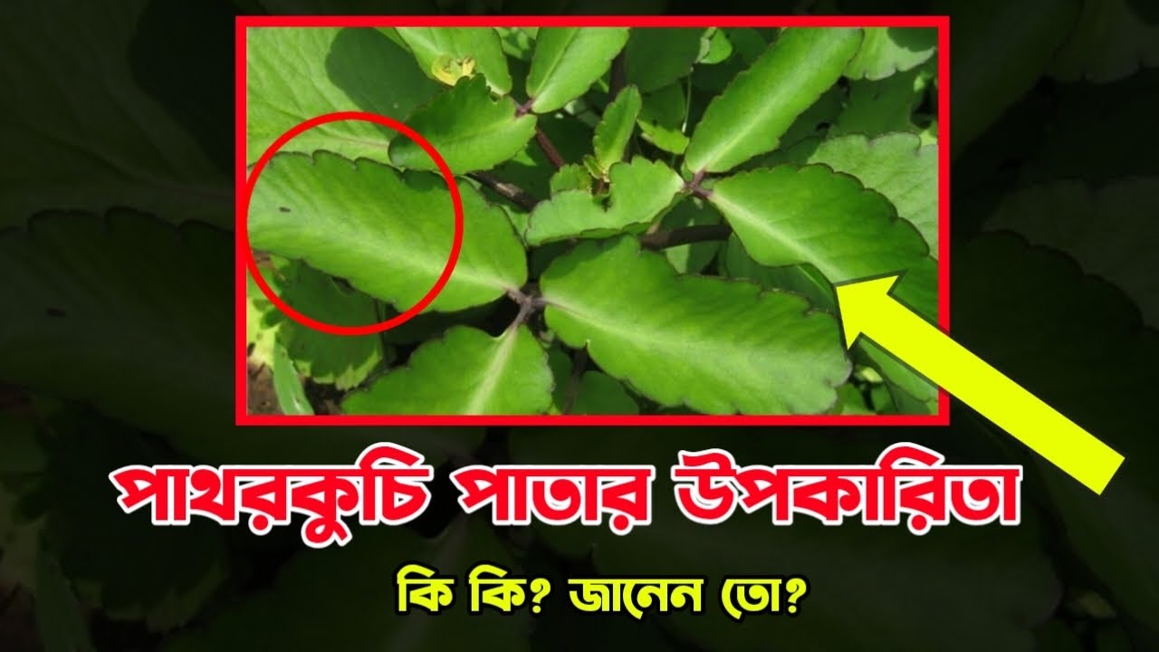 পাথরকুচি পাতার গুনাগুণ,patharkuchi patar upokarita,পাথরকুচি পাতার ...