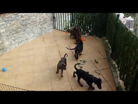 Köpek bahçesi - Doberman çetesinin grup oyunu