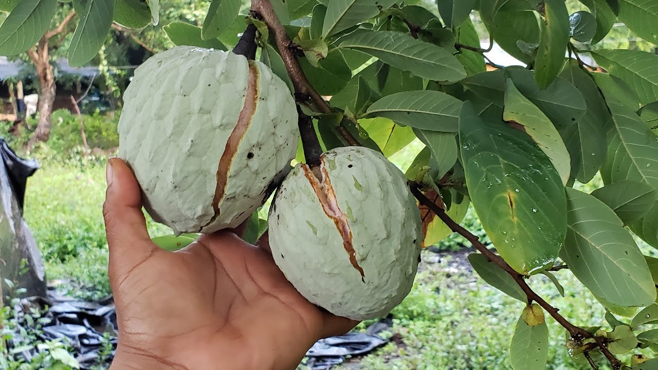 cortando las primeras anonas de la cosecha😍😍 - YouTube