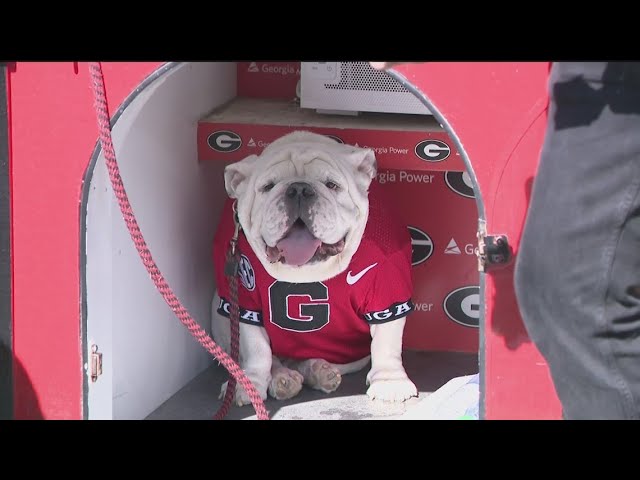 Mascota De Los Bulldogs De Georgia