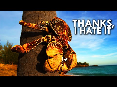 Coconut Crab: A 3-Foot Land Crab That Eats Birds