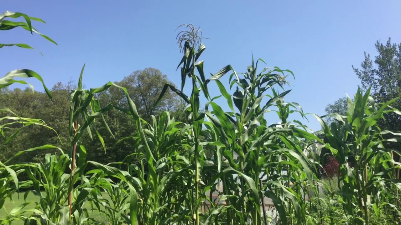 Growing Giant Corn with Compost Tea - YouTube