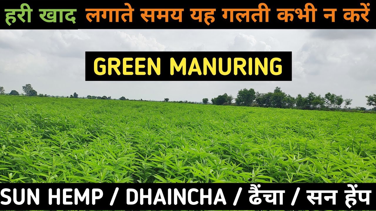 Green Manuring in Natural Farming | हरी खाद | Hari Khaad ke fayde ...