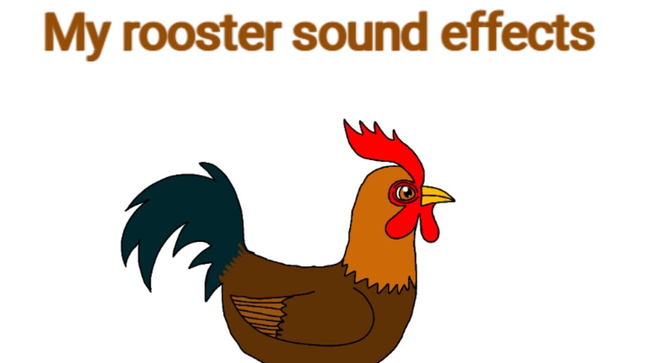 My Rooster sound effects - YouTube