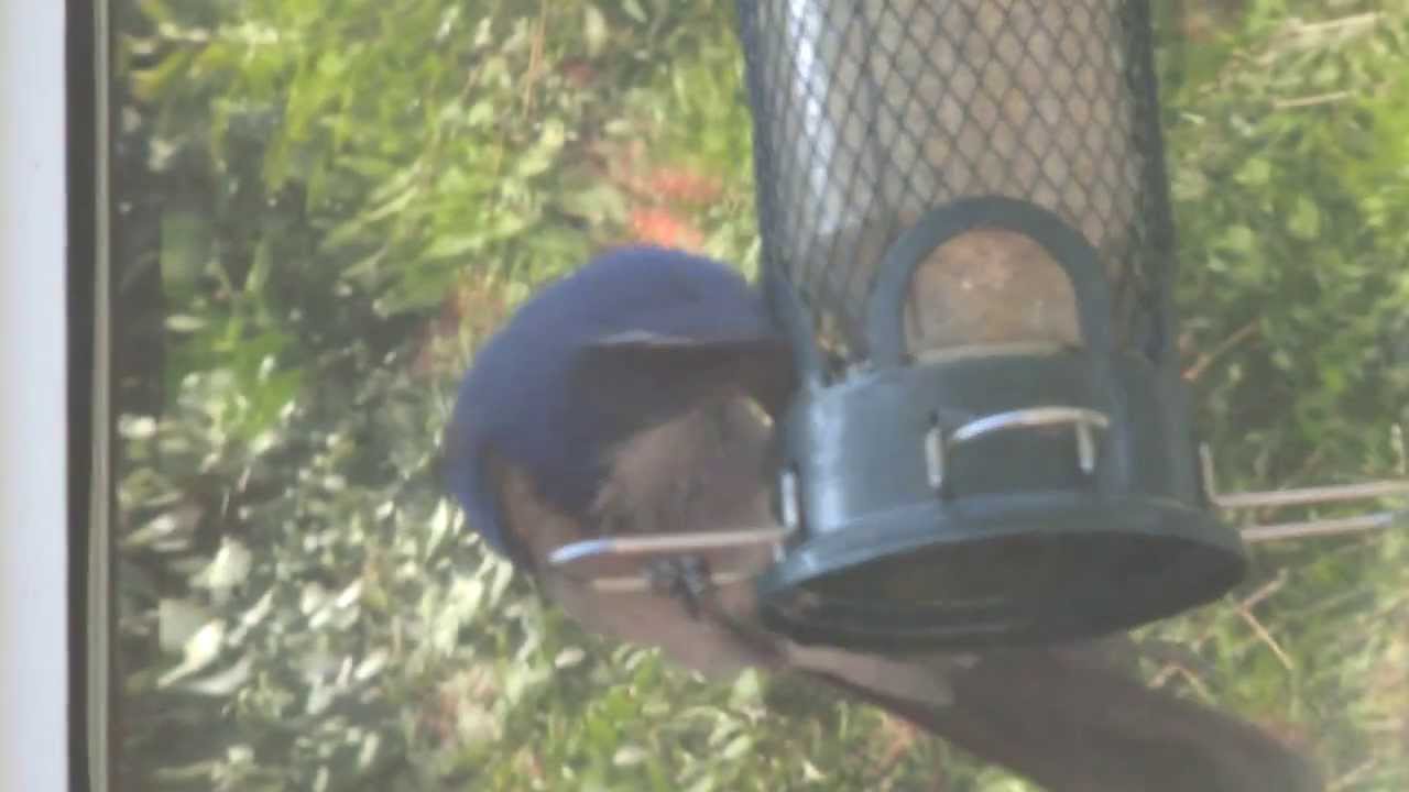 A Western Scrub-Jay screaming before having food - YouTube