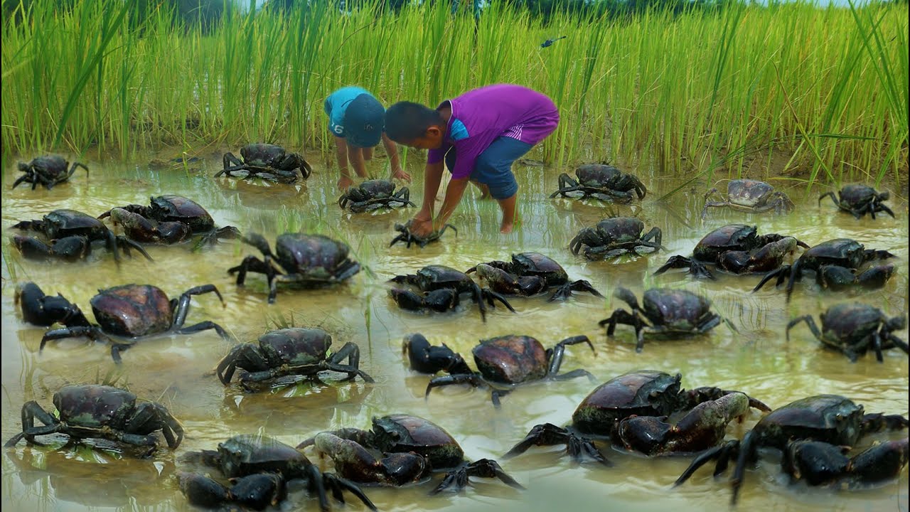 Amazing fishing Craps! fisherman catch crap in mud at rice field after ...