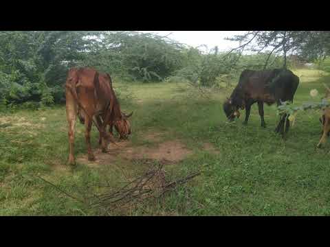 amazing cow meeting video!! Excellent animals meeting cow buffolo danky ...