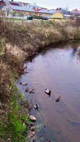 European ducks . Beautiful to watch - YouTube