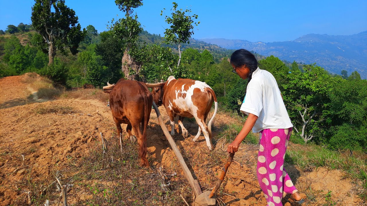woman ploughing oxen | nepal village life | woman hard working in the ...
