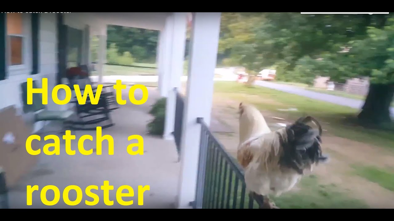How to catch a rooster - YouTube
