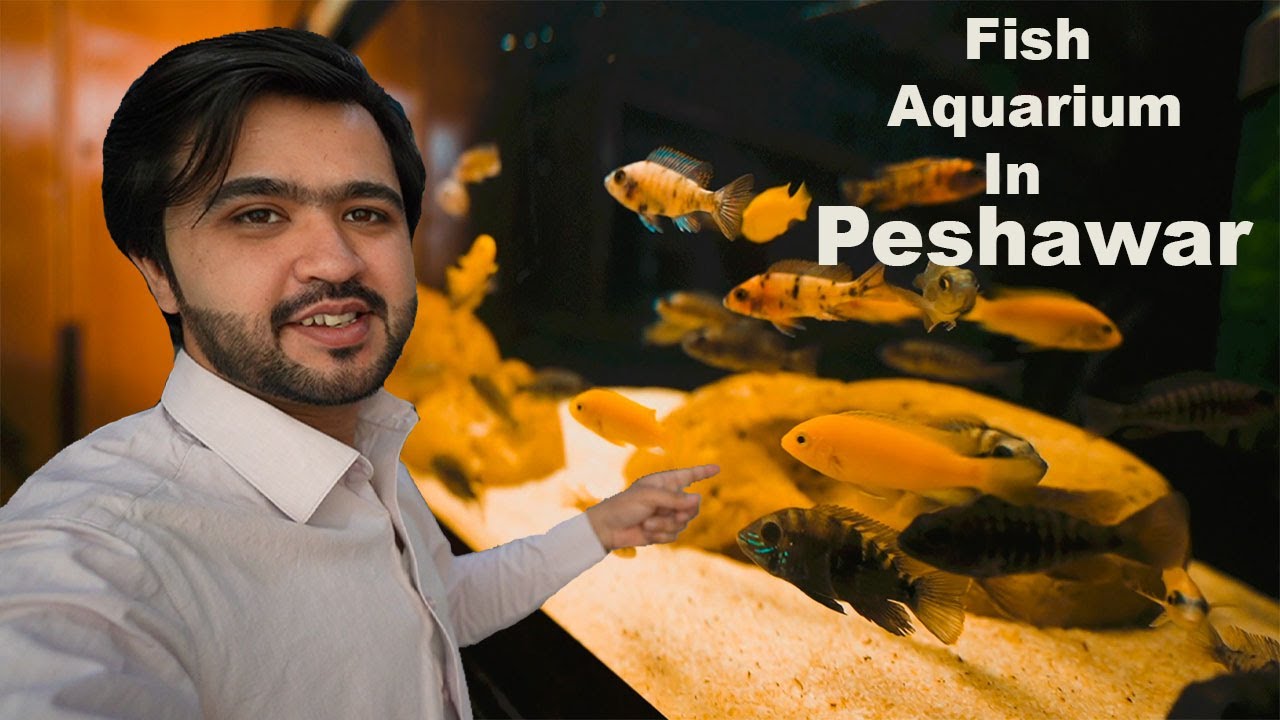 A Visit to Fish Aquarium shop in Peshawar Pakistan | Pakistani Vlogs ...