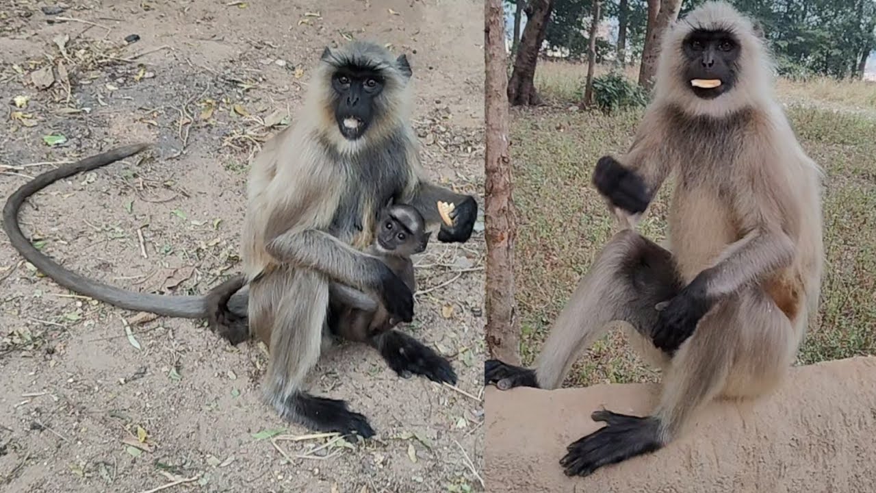 Monkey Vlog: The Final Chapter - YouTube