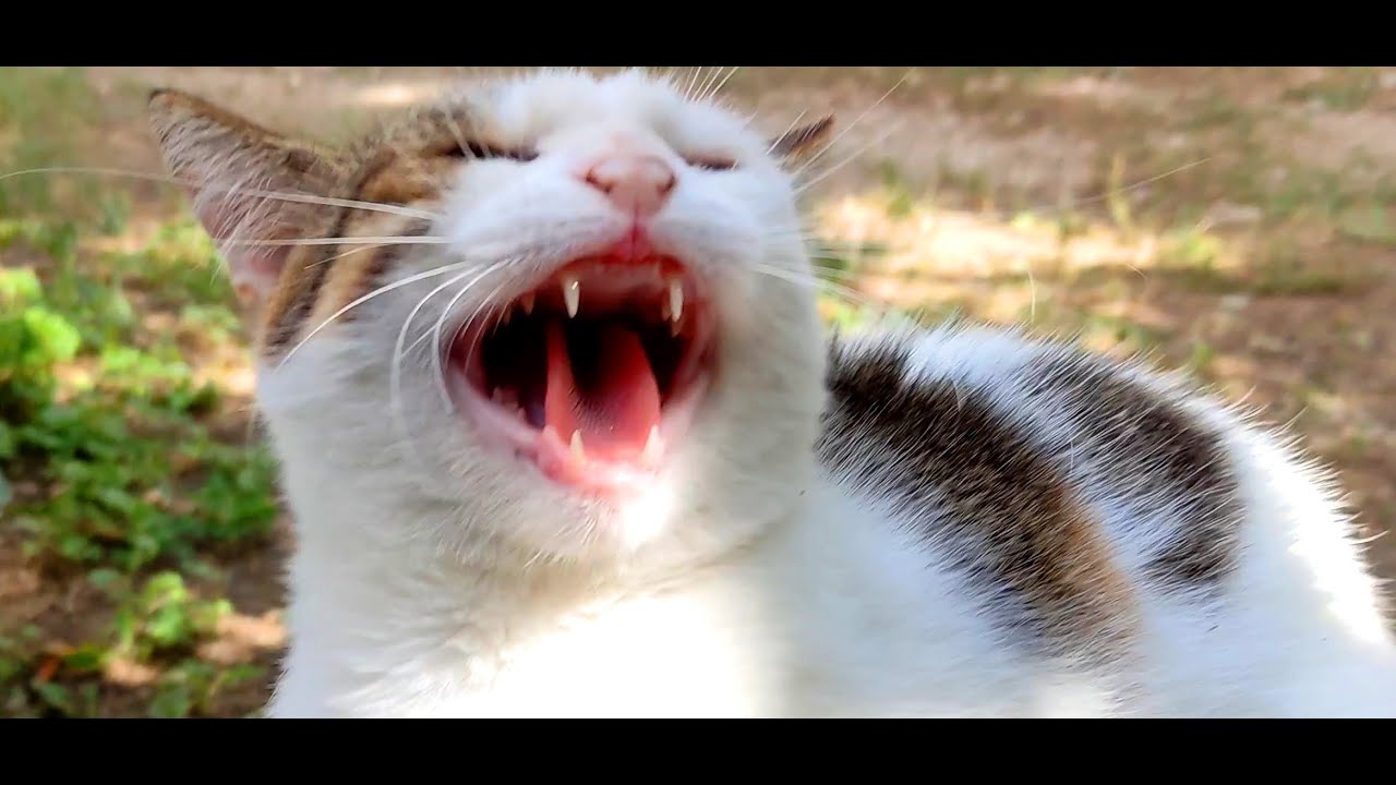 ALEXTIME Алексей Макеев легенда о Нараяме - YouTube