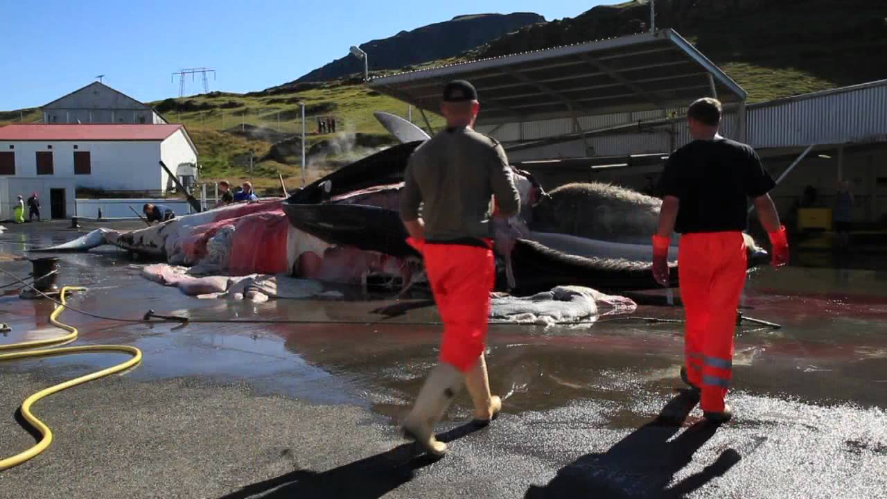 Whale Hunt part 3 - YouTube