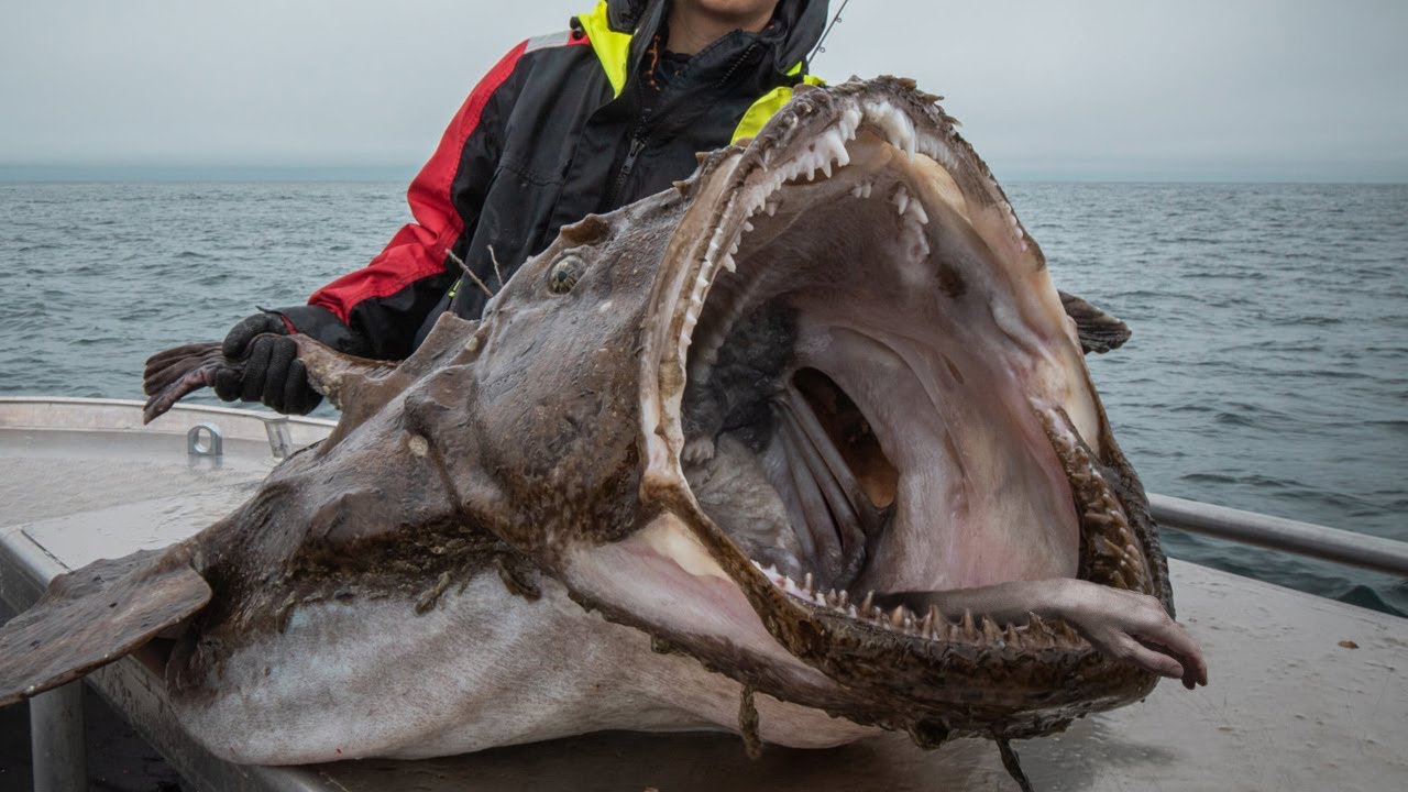 These 10 Weird Animals Will Make Your Skin Crawl... - YouTube