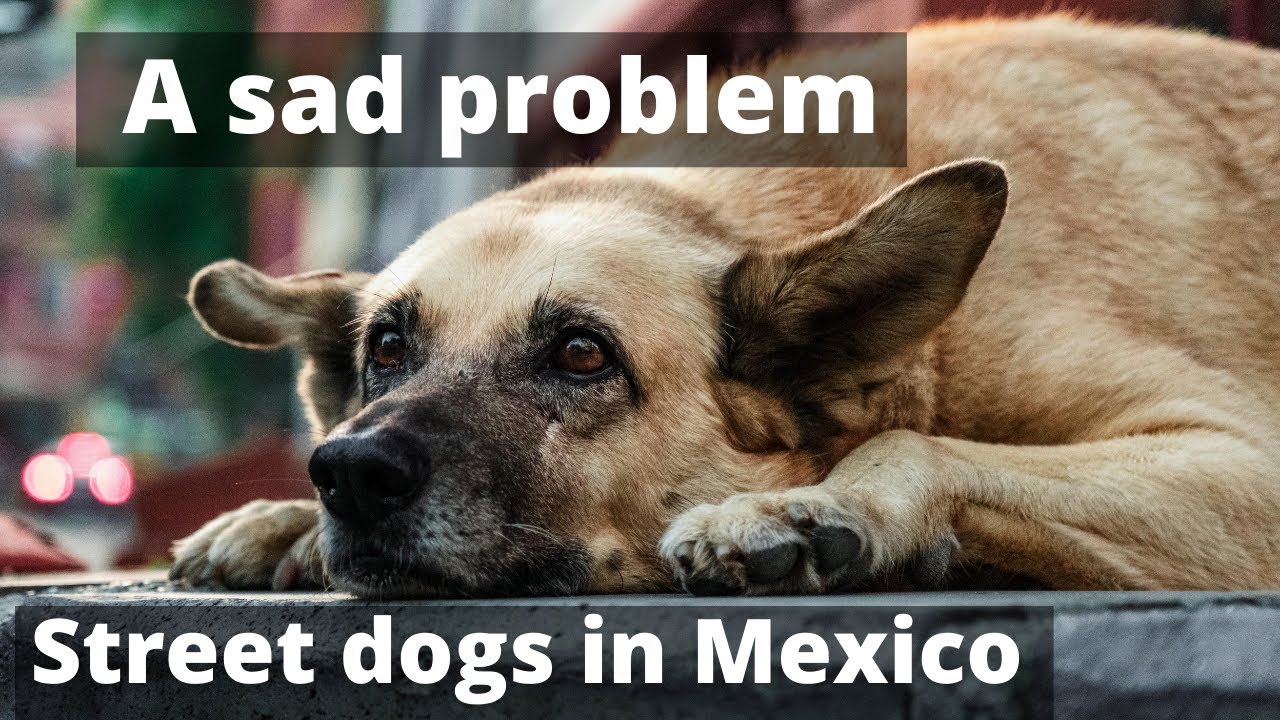 One of Mexico's problems, street dogs and what we're doing about it ...