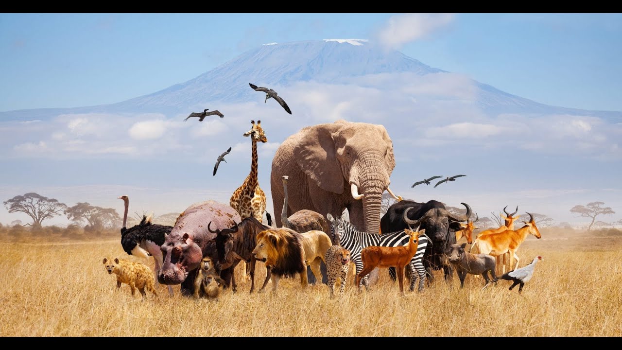 ANİMALS DOCUMENTARY - YouTube