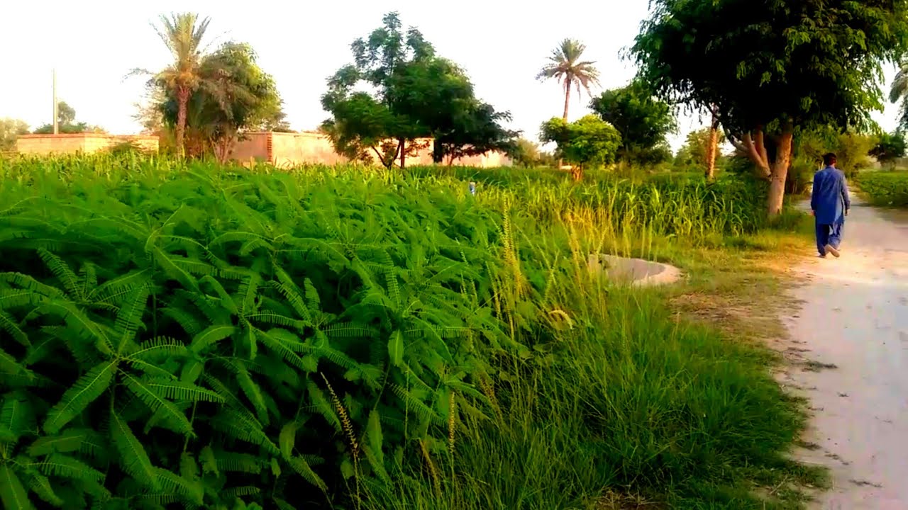 Beautiful Village Life Video | Greenery In Pakistan | Pakistani Village ...