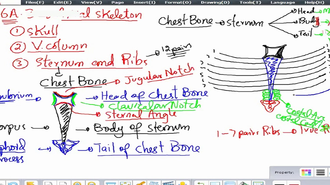 SUPPORT & MOVEMENT || L#2 || Skeleton, Joints - YouTube