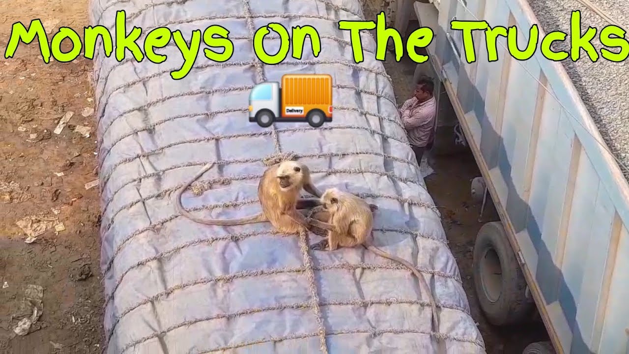 Monkeys On The Trucks 🚚 - YouTube