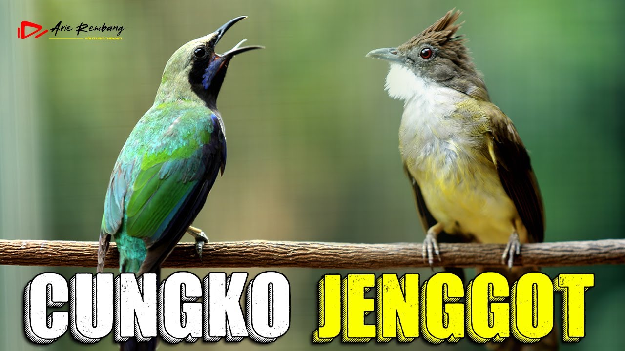 MASTERAN CUCAK JENGGOT DAN CUCAK CUNGKO SUPER GACOR - YouTube