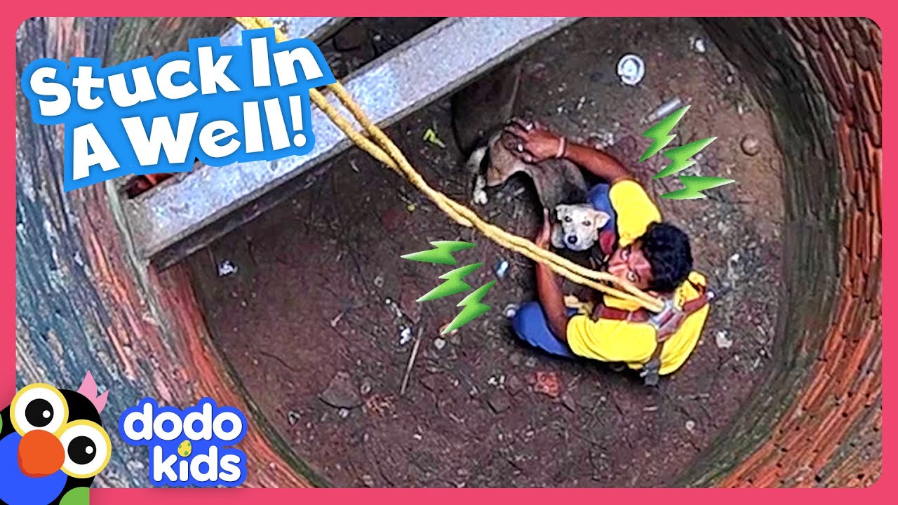 Dog Falls In Well And Needs A Whole Team Of Rescuers To Get Out | Dodo ...