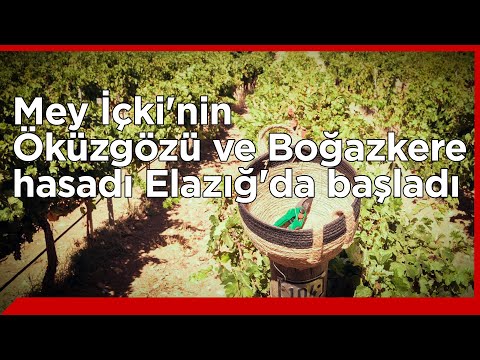 Mey İçki'nin Öküzgözü ve Boğazkere hasadı Elazığ'da başladı