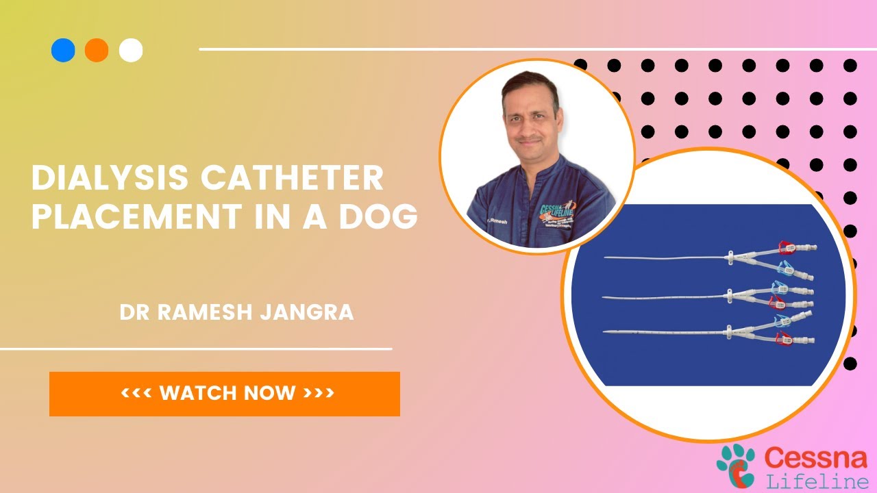 Dialysis Catheter Placement In A Dog With Dr Ramesh | Cessna Lifeline ...