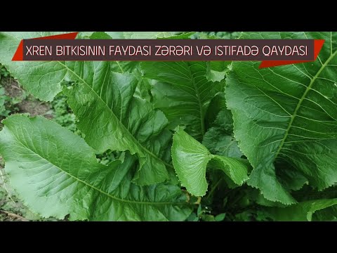 Bədəndəki duzları xaric eden Xrenin (Qıdıq otu) faydaları və ziyanı  (Resept)