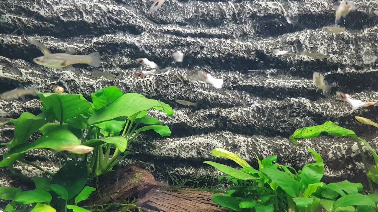 White Opal Endlers (Blonde and Grey) - YouTube