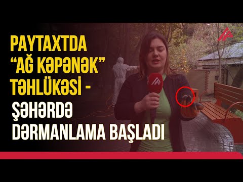 Bakının ağaclarını Ağ Amerika kəpənəyi məhv edir – APA TV